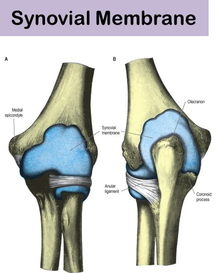 Acupuncture in the Management of Synovitis and inflammation